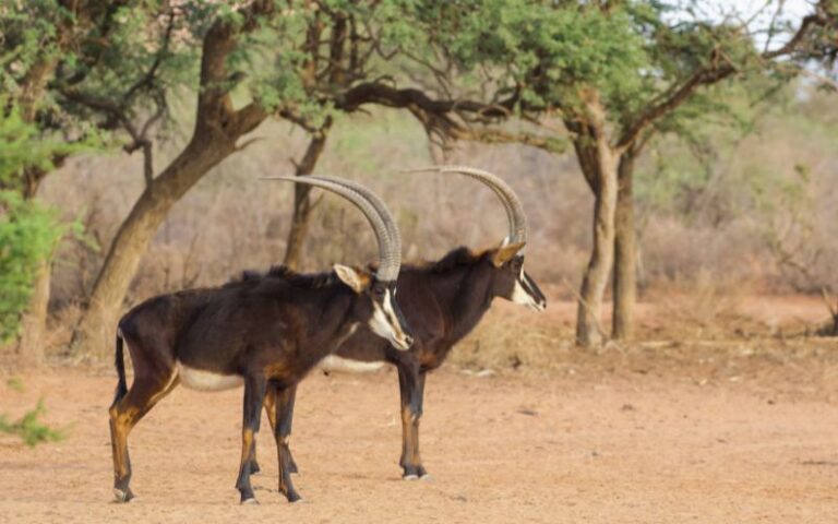 The Sable Antelope: Africa's Untamed Bull of the Savannah - Nhongo Safaris